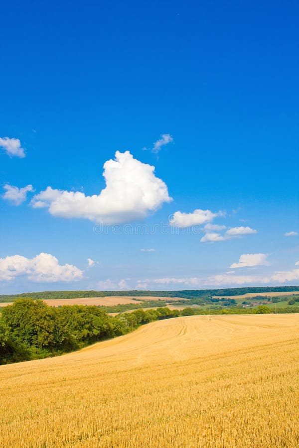 Golden field stock photo. Image of autumn, grain, meadow - 11327264