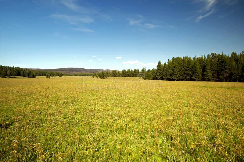 Golden Field at Sunset stock image. Image of crop, agriculture - 49267933