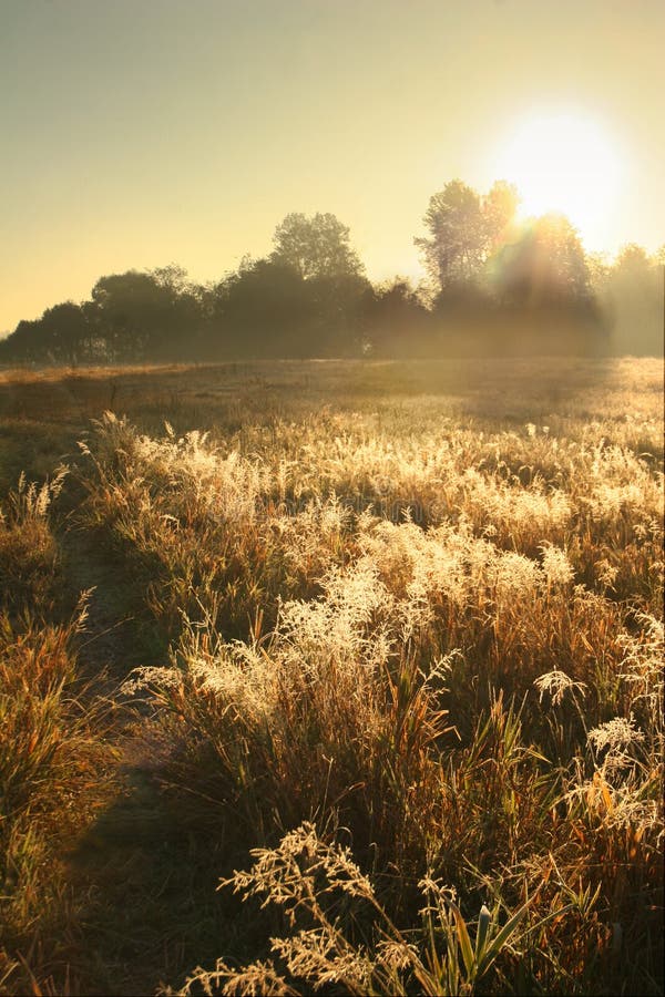 Golden Field of Rye in the Light of the Setting Sun, Mountains, Clouds ...