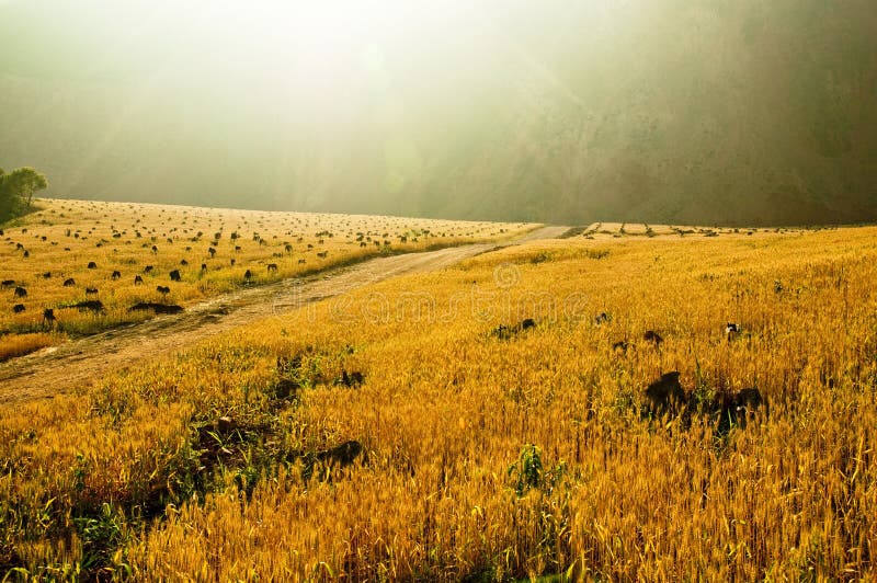 The golden field stock photo. Image of background, road - 14813746