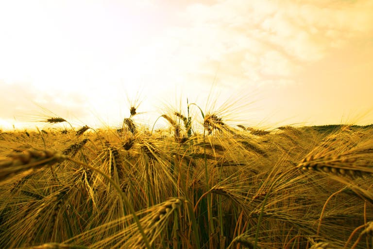 Golden field stock photo. Image of flavour, autumn, grain - 169930