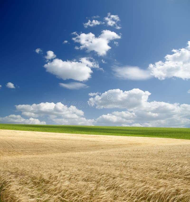 Golden field stock image. Image of countryside, barley - 20023621