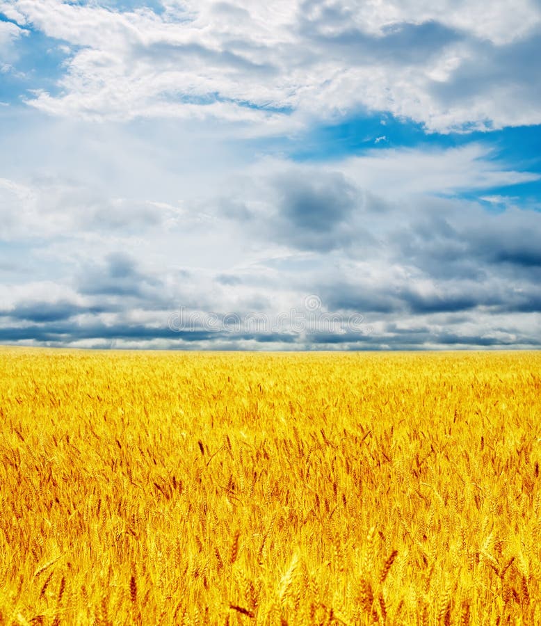 Golden field stock image. Image of cultivate, dramatic - 20192929