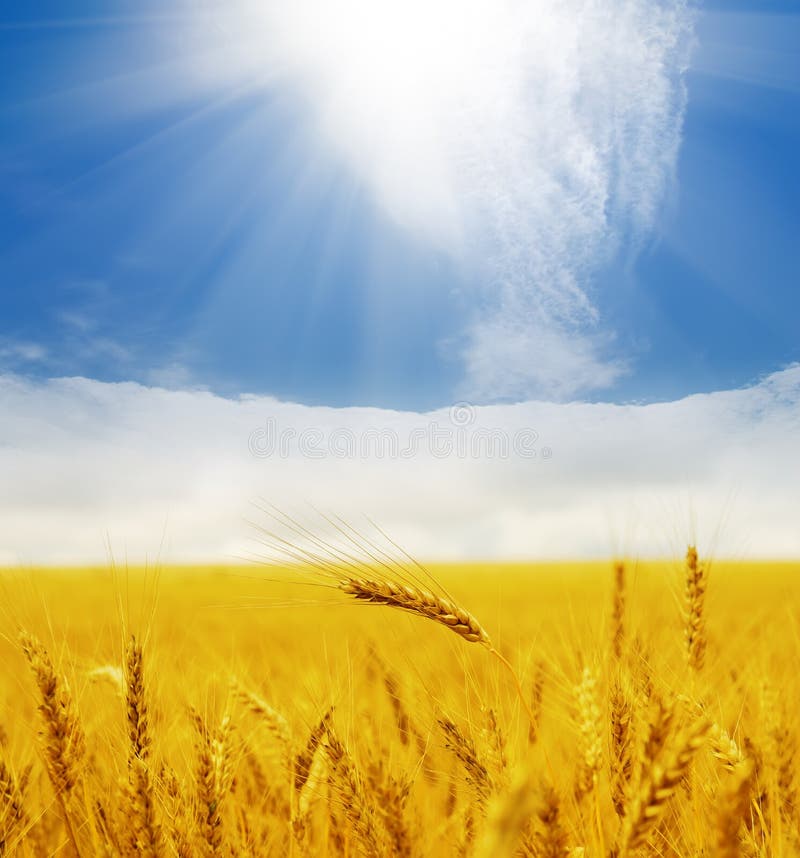Golden field stock photo. Image of growth, cloud, crop - 27164518