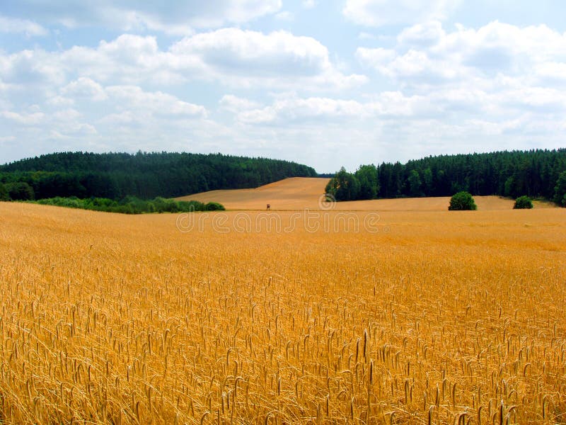 Golden field stock photo. Image of cloud, farmland, gold - 3712226
