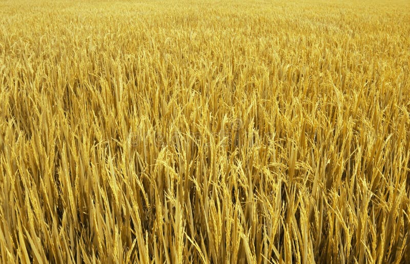Golden field stock image. Image of agriculture, farm, cultivate - 3748433