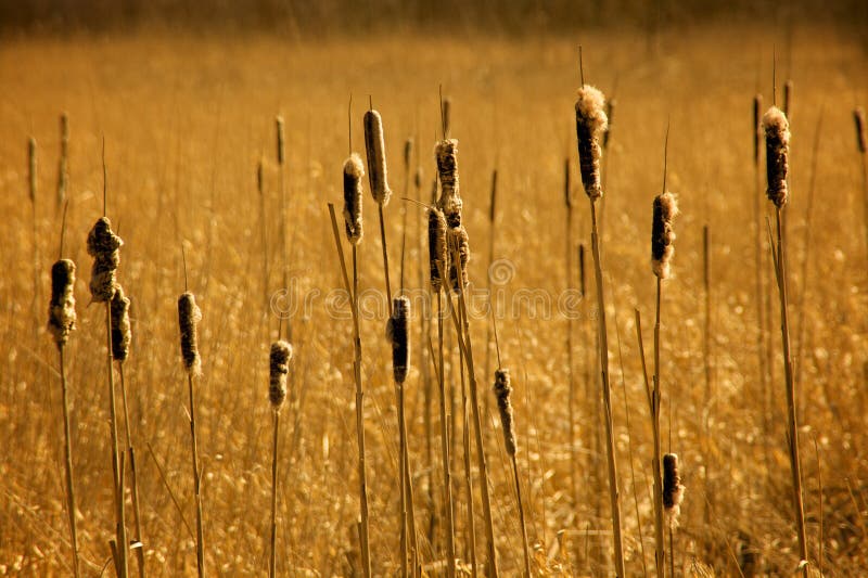 Golden Field Picture. Image: 5328226