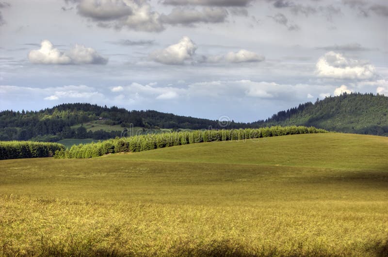 Golden field stock photo. Image of cloudy, gold, trees - 5538054