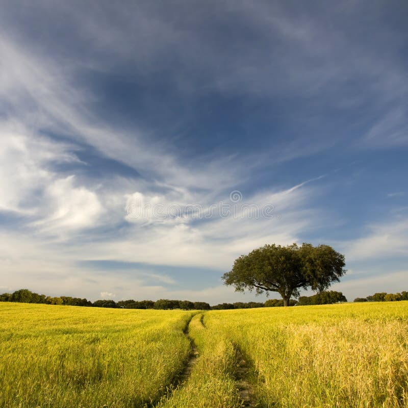 Golden field stock photo. Image of lonely, abstract, freedom - 5606074
