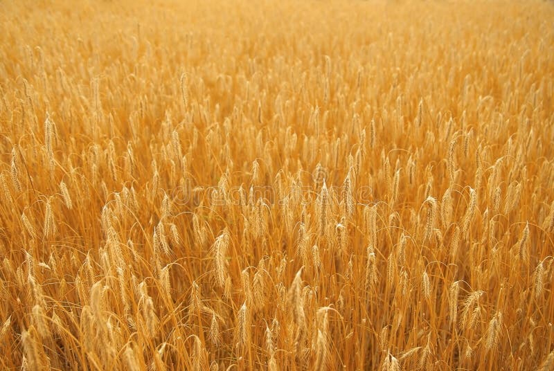 Golden field stock photo. Image of food, produce, landscape - 6137934