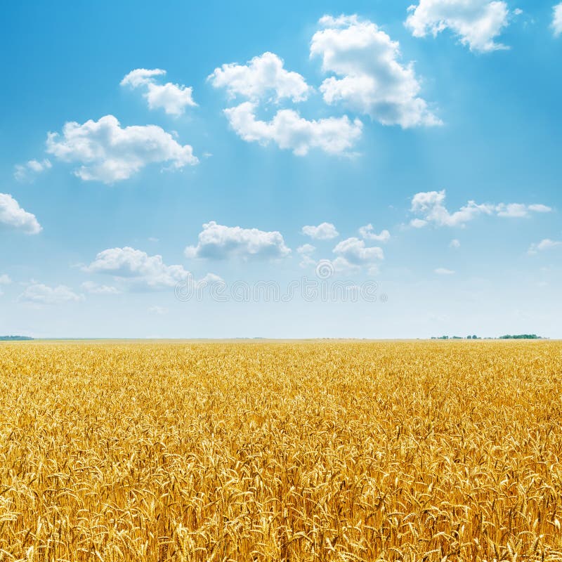 Golden Field and Blue Sky with Clouds Over it Stock Photo - Image of ...