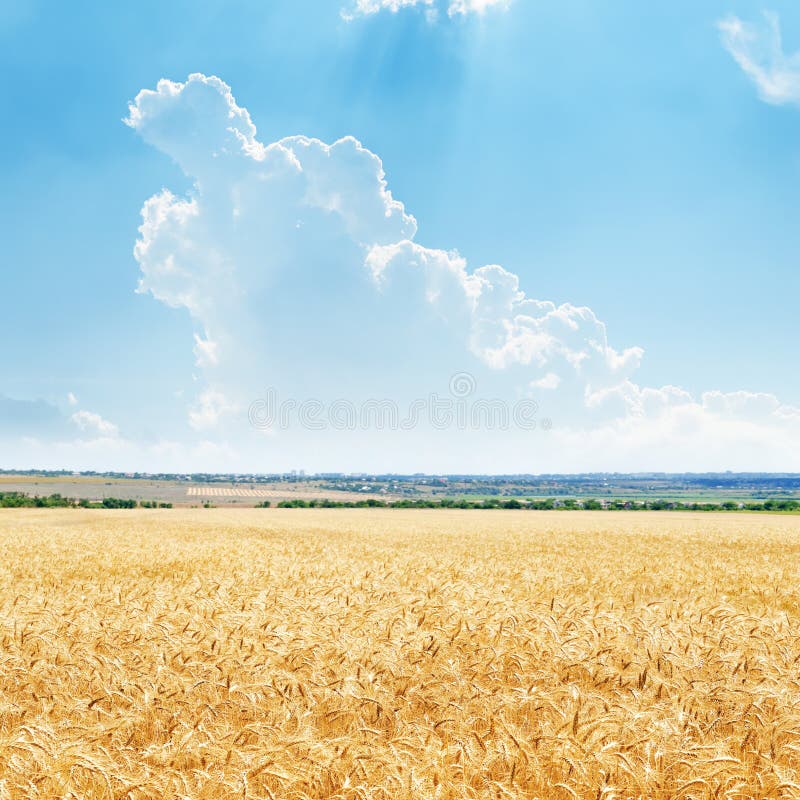 Golden field and clouds in blue sky - Stock Image - Everypixel