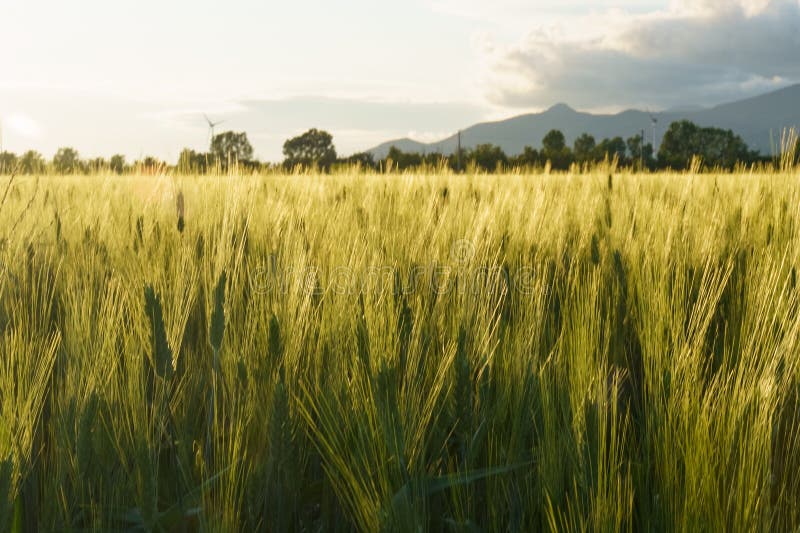 Golden Field of Rye in the Light of the Setting Sun, Mountains, Clouds ...