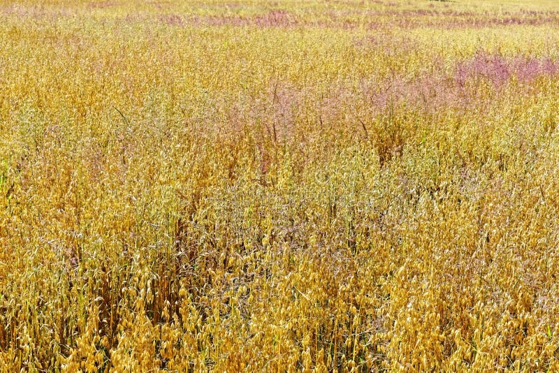 Golden Field in Summer stock photo. Image of field, maize - 78758290