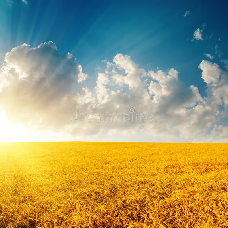 Field of Yellow Flowers and Sun Sky Stock Photo - Image of field, grass ...