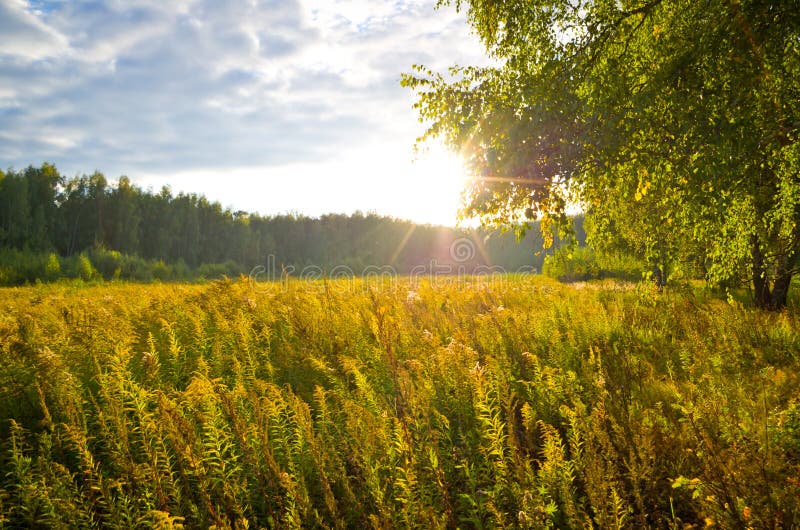 Golden Field. stock image. Image of field, golden, horizontal - 75248529