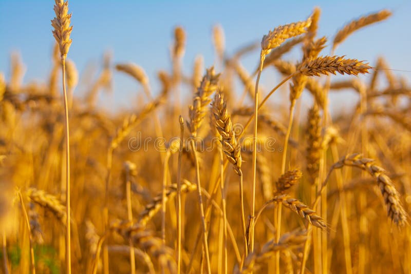 Golden Field of Wheat in the Sun Stock Photo - Image of beautiful ...
