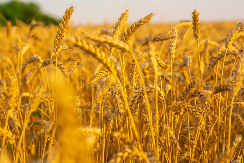 Golden Field of Wheat in the Sun Stock Image - Image of foreground ...