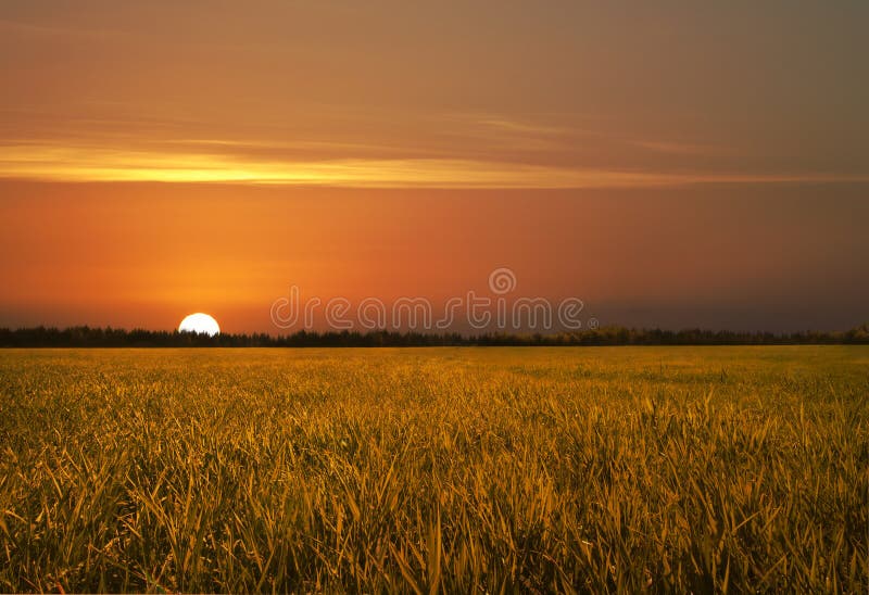 Golden Fields stock photo. Image of summer, columbia - 21675608