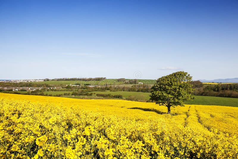 Golden Fields stock photo. Image of colour, cultivated - 27315912