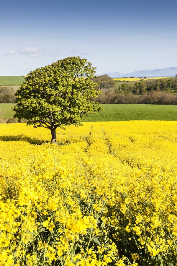 Golden Fields stock photo. Image of biodiesel, healthy - 27315932