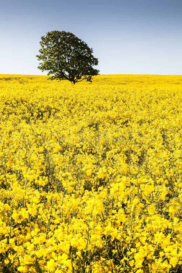 Golden Fields stock photo. Image of agriculture, bush - 27315952