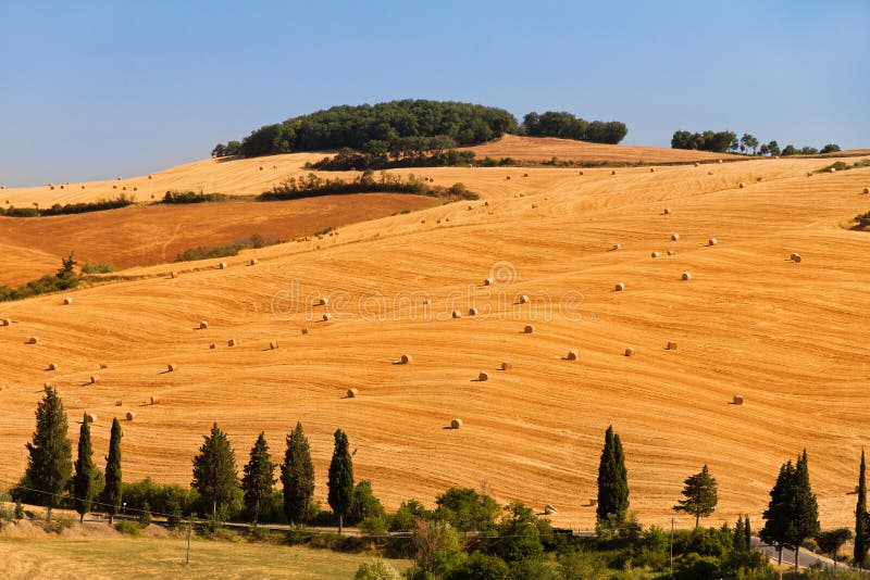 Golden fields stock image. Image of farm, crop, countryside - 27343741