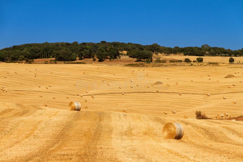 Golden fields stock photo. Image of environment, field - 27343860