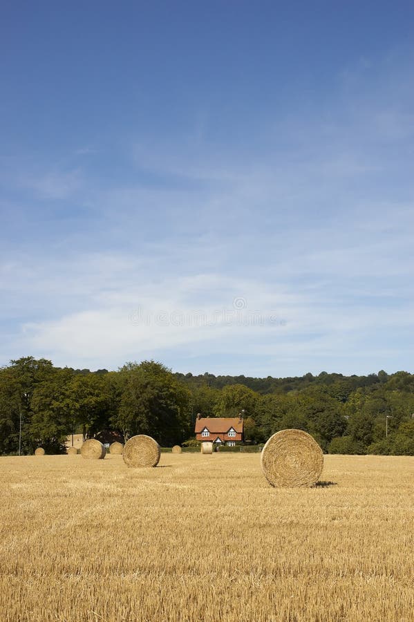 Golden fields stock image. Image of harvesting, scene - 3437393