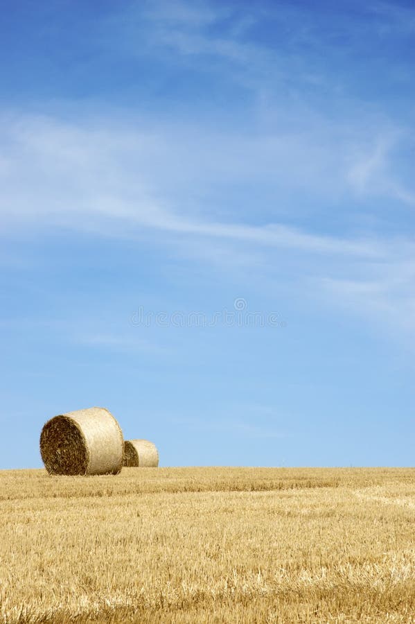 Golden fields stock image. Image of landscape, summer - 3437429