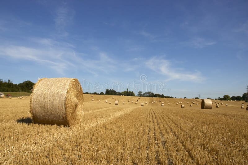 Golden fields stock image. Image of landscape, scene, copy - 3437445