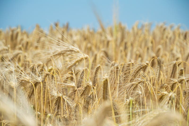 Golden fields of barley stock image. Image of beautiful - 150314461