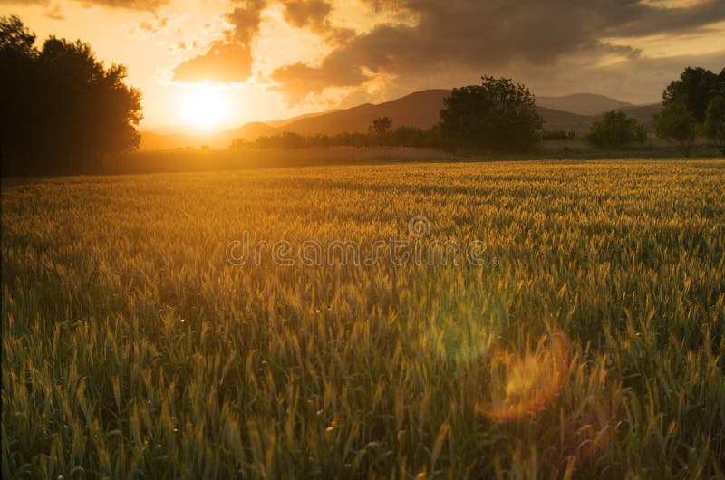 Golden fields stock image. Image of bulgaria, fields - 61776877