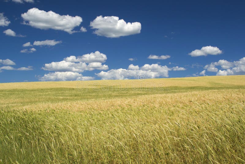 Golden fields stock photo. Image of field, barley, farmland - 32663092