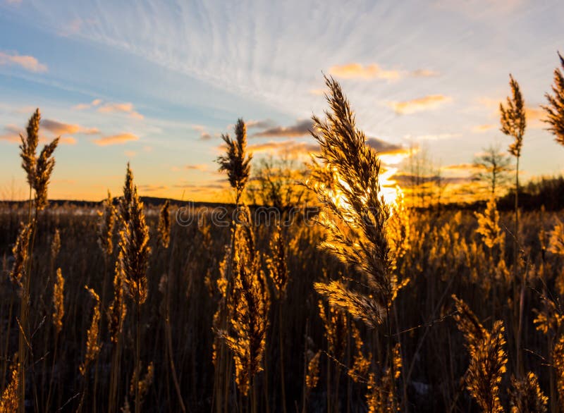 Golden fields stock image. Image of water, mountain, golden - 48641787