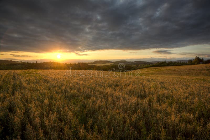 Dim sunset stock photo. Image of grass, blades, landscape - 52666636