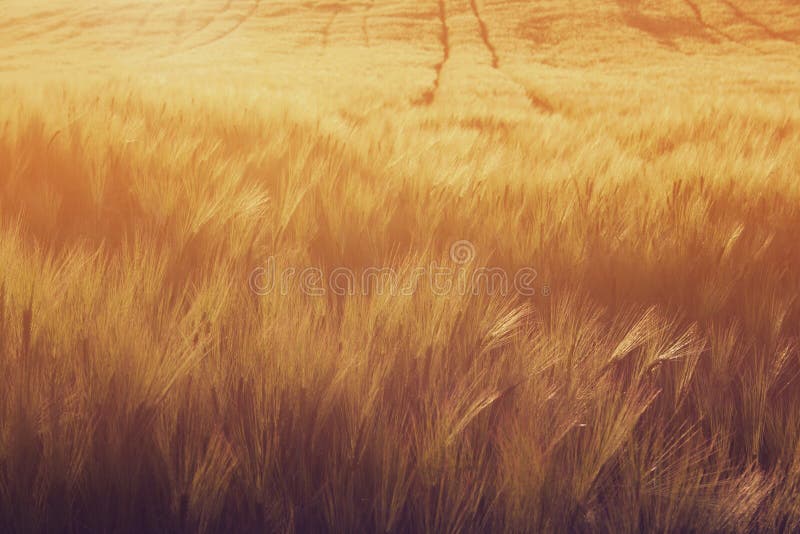 Whear Crops Stock Photos - Free & Royalty-Free Stock Photos from Dreamstime