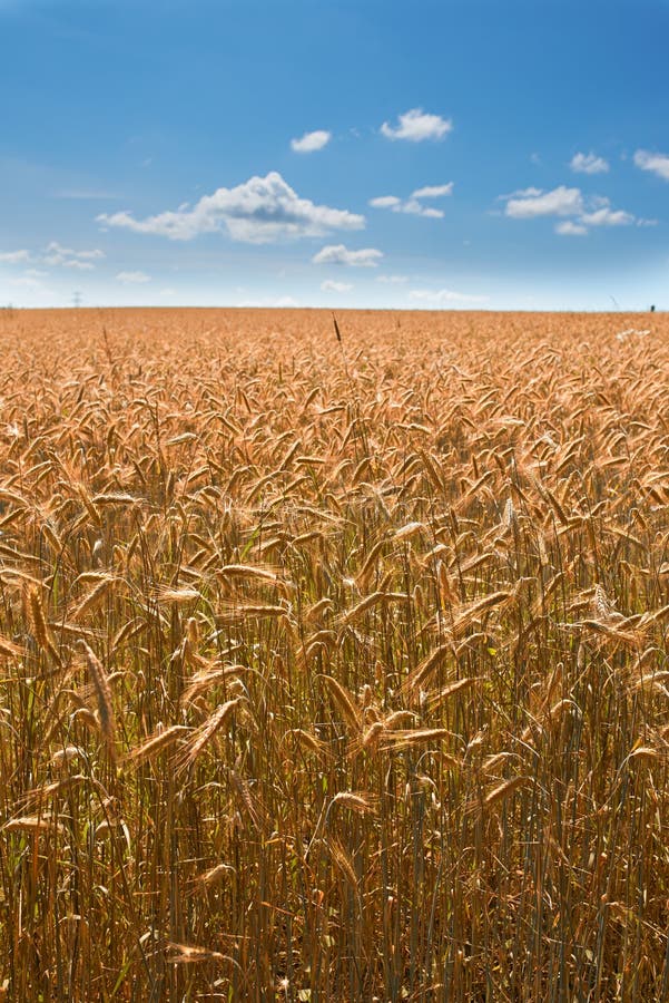 Golden Fields of Wheat. a Golden Field of Wheat on a Bright Sunny Day ...