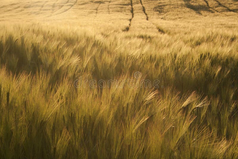 Golden fields stock image. Image of springtime, elegant - 41270467