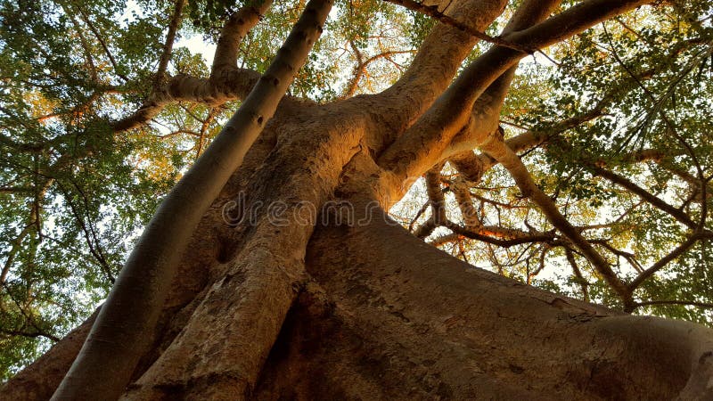 Golden fig stock photo. Image of stem, wild, view, tree - 68867420