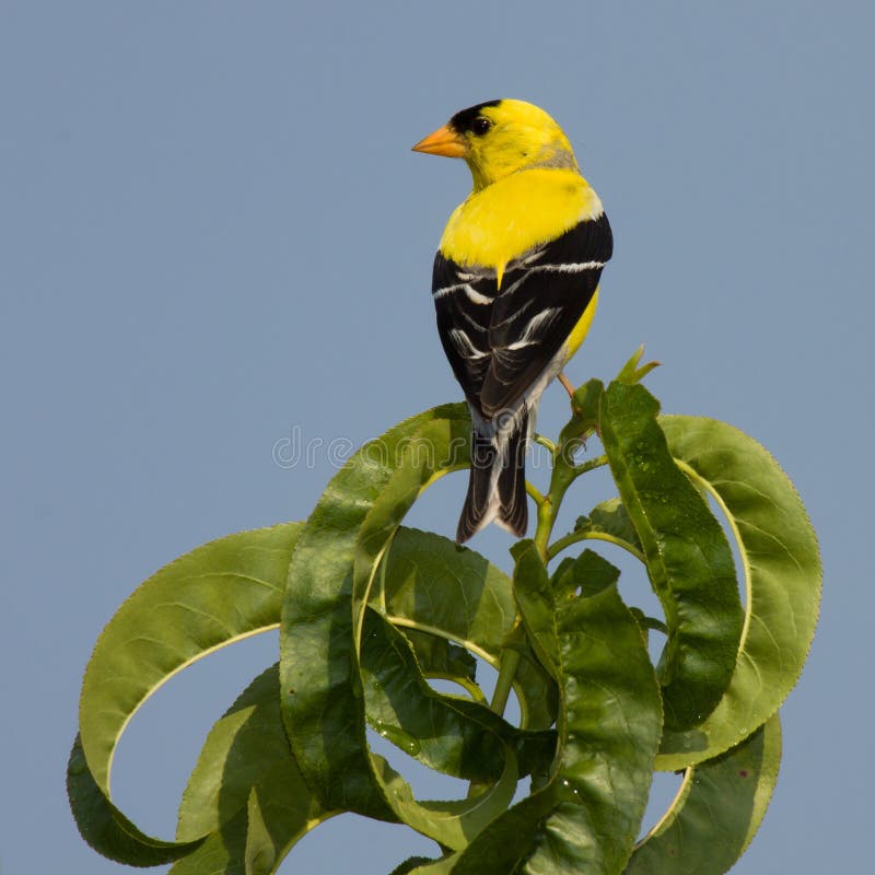 Pair of Bluebirds stock image. Image of animal, sialia - 13347375