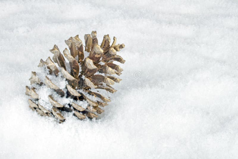 Golden fir apple stock image. Image of macro, tree, conifer - 28536035