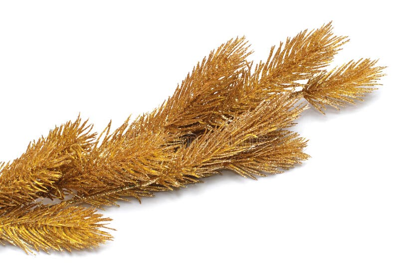 Golden fir tree stock image. Image of diagonal, winter - 12026383