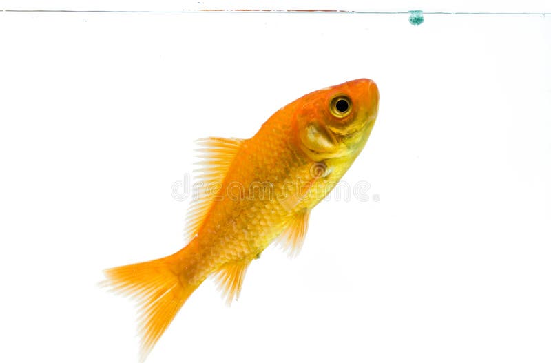 Golden fish stock image. Image of animal, fishbowl, white - 9113213