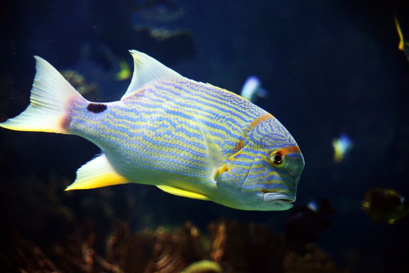 Golden fish stock photo. Image of spain, skin, animals - 10586170