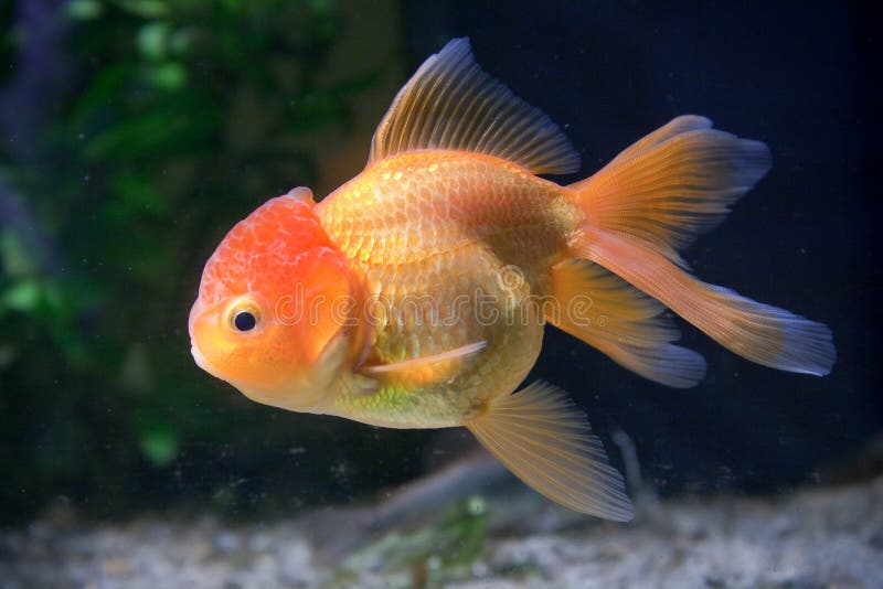 Golden fish stock photo. Image of head, swim, goldfish - 11119796