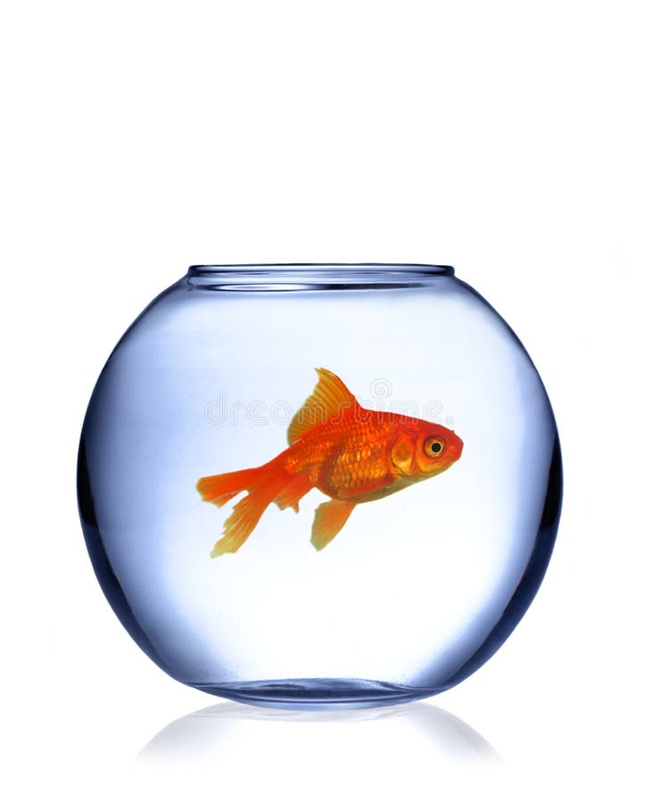 Goldfish in Plastic Bag stock photo. Image of purchase - 3202860