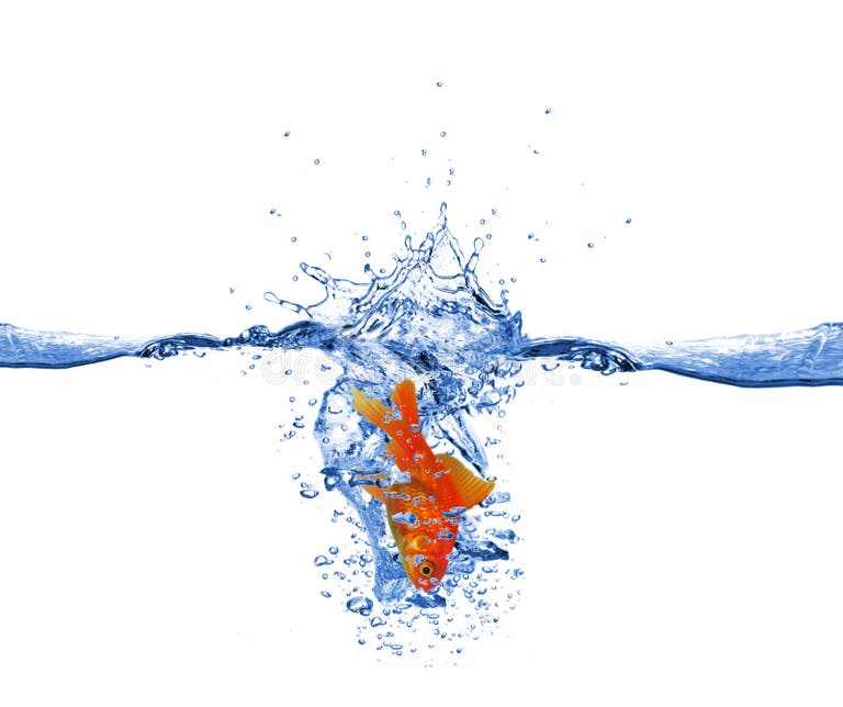 854 Golden Flying Fish Stock Photos - Free & Royalty-Free Stock Photos ...