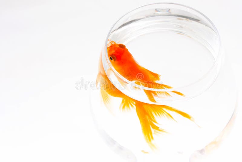 Gold fish in plastic bag stock image. Image of aquarium - 9145661