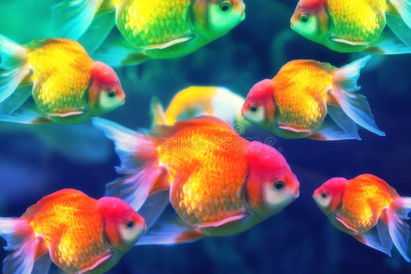 Golden fish in aquarium stock photo. Image of color - 192256230